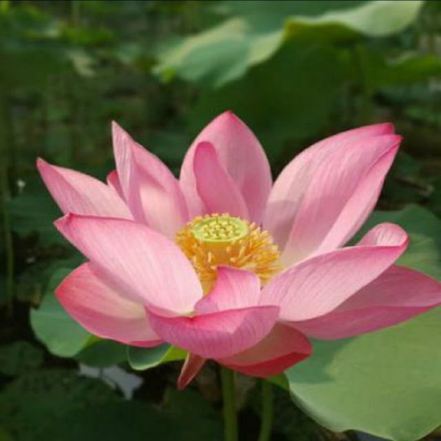 MCSL 开发组 | 以心相面，从心出发 | MC 服务器, Minecraft 服务器, 我的世界开服器, MC 开服软件，内网穿透，MCSL，MCServerLauncher，MCSL开发 ...